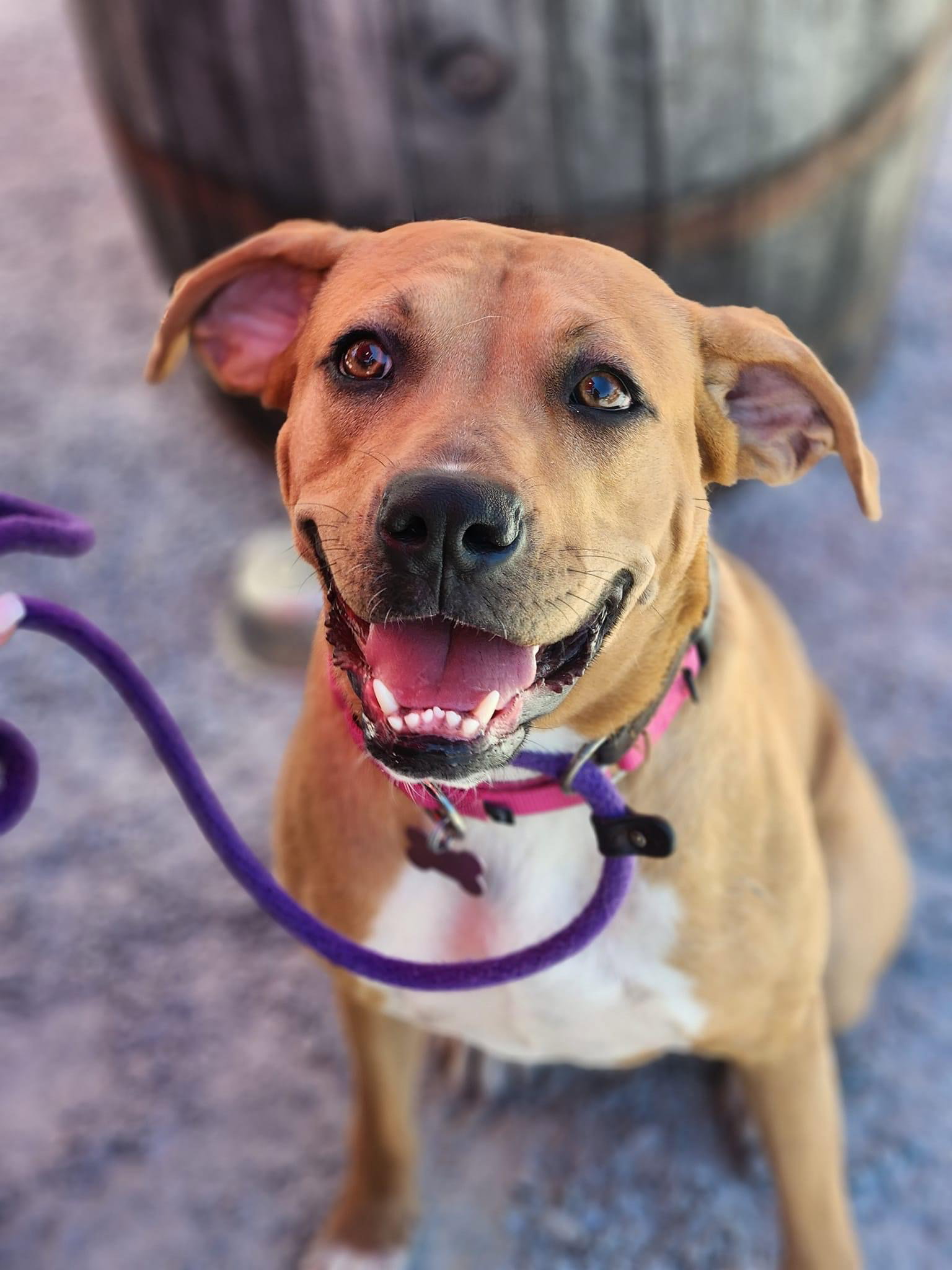 Dog for Adoption - Posey, a Labrador Retriever in Port Orchard, WA ...