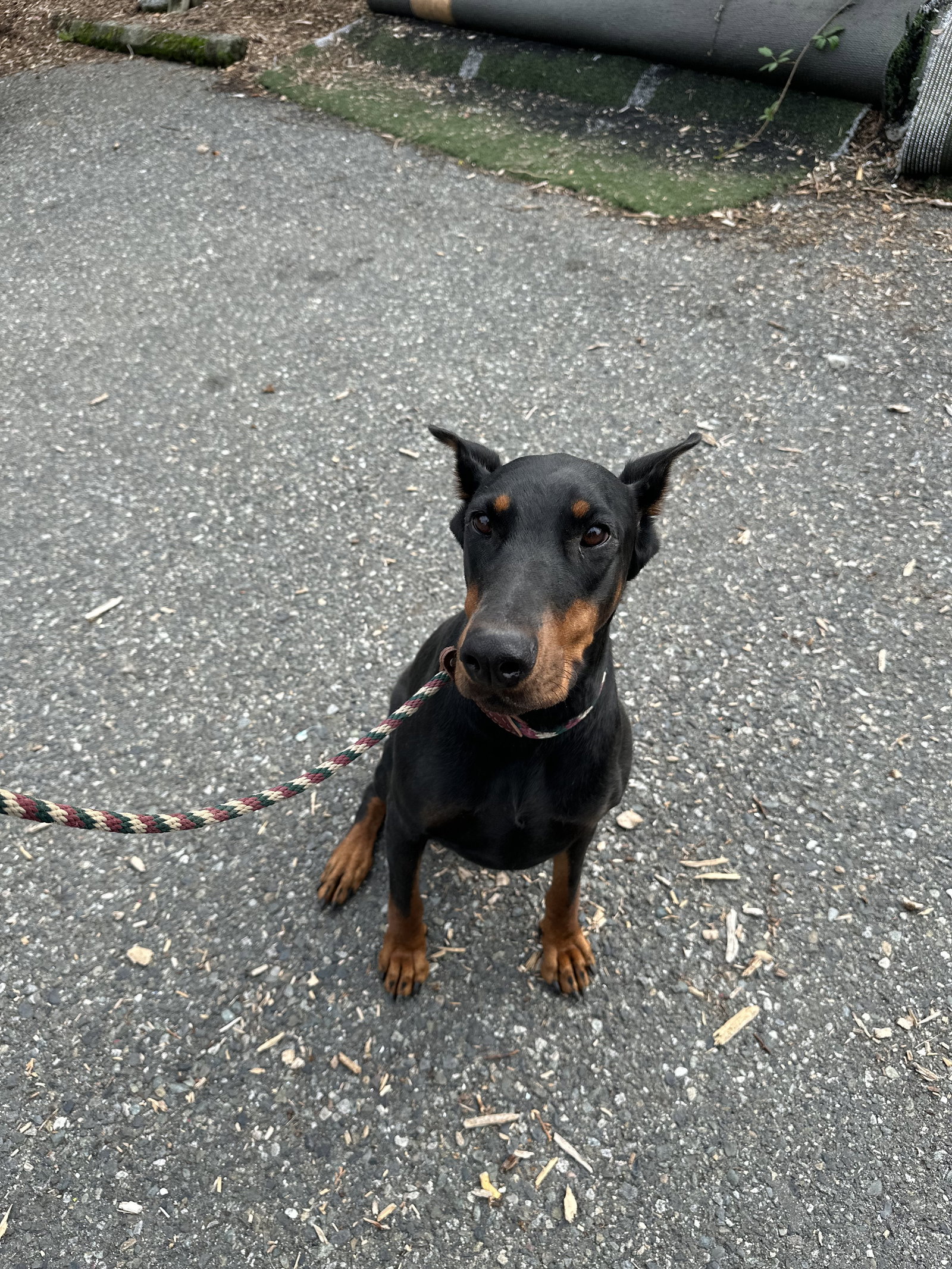 Dog for Adoption - Echo, a Doberman Pinscher in Lakewood, WA | Alpha Paw
