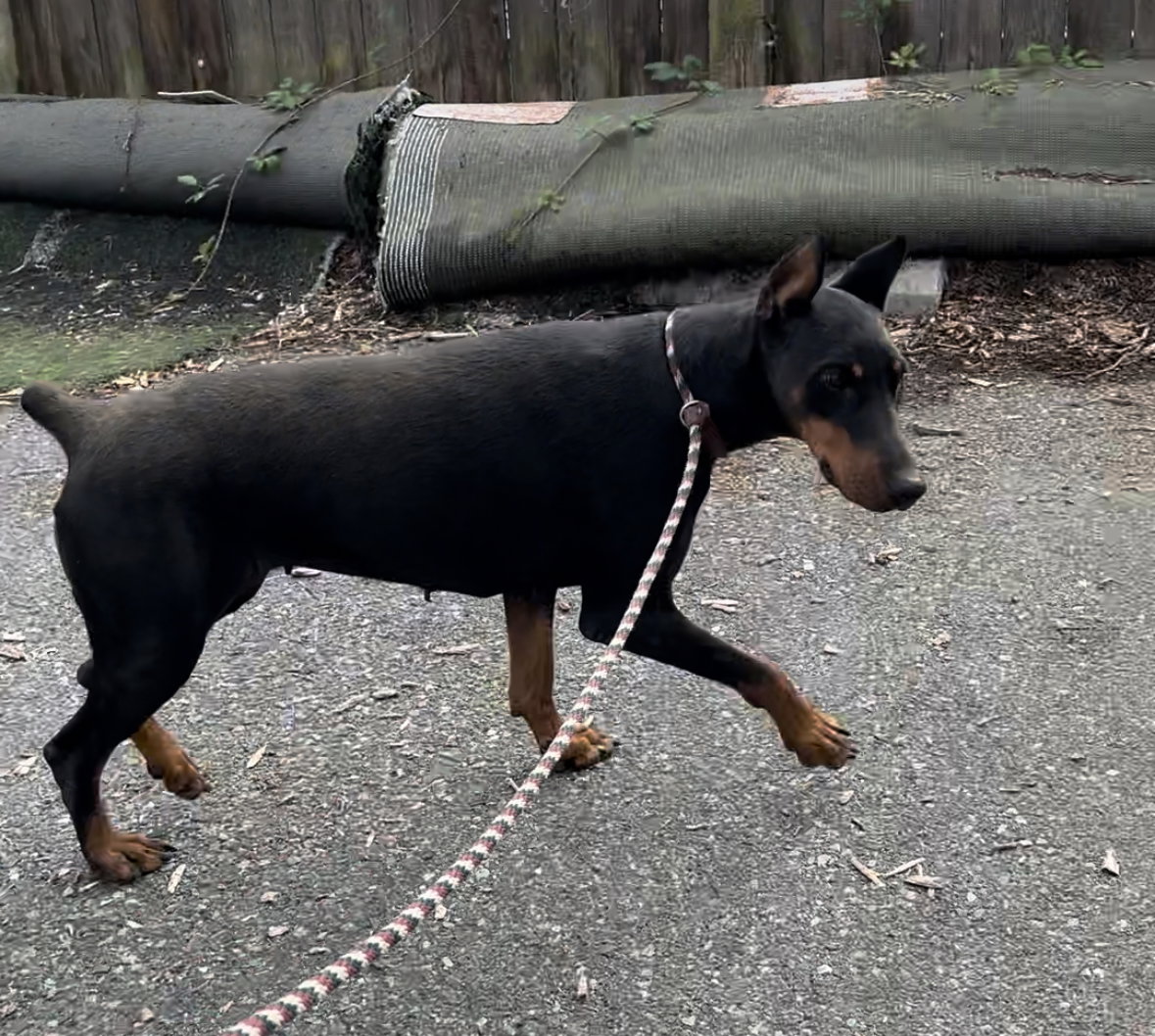 Dog for Adoption - Echo, a Doberman Pinscher in Lakewood, WA | Alpha Paw