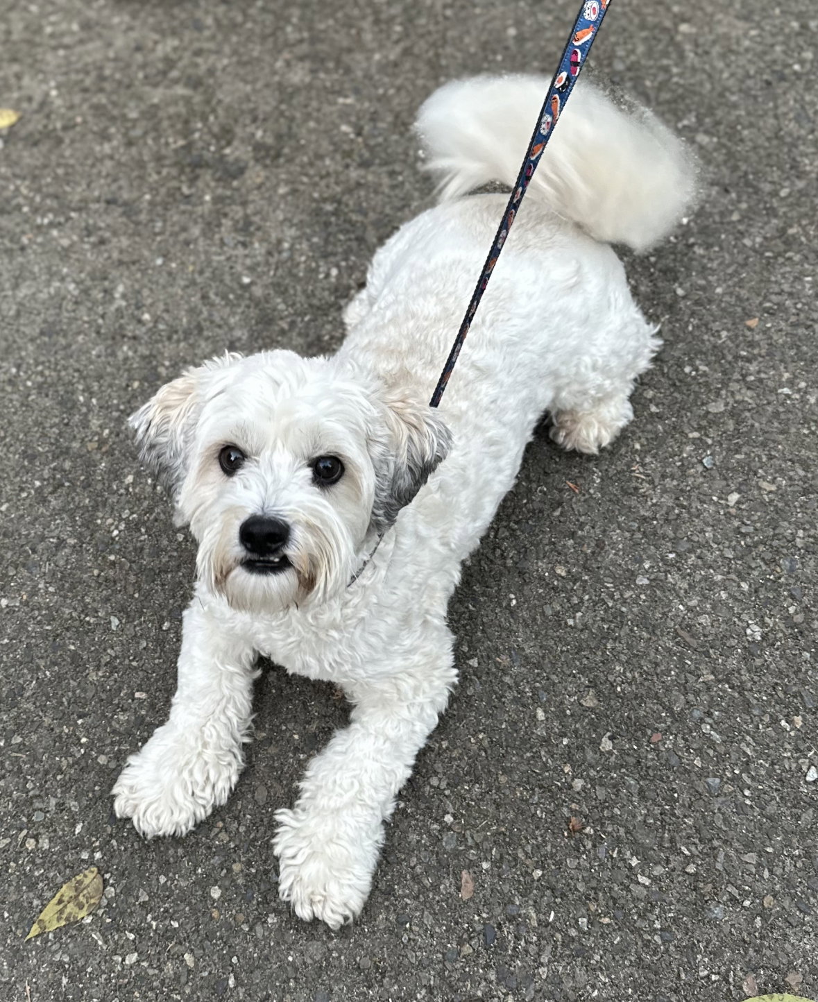 Dog adoption in Seattle, WA 98125: Bichon Frise / Shih Tzu / Mixed ...