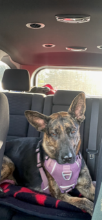Dog for Adoption - Samoa, a German Shepherd Dog in Redmond, WA | Alpha Paw