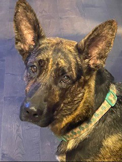 Dog for Adoption - Samoa, a German Shepherd Dog in Granite Falls, WA ...