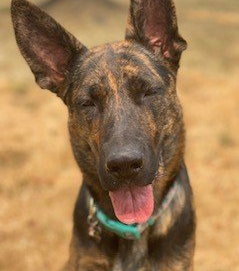 Dog for Adoption - Samoa, a German Shepherd Dog in Redmond, WA | Alpha Paw