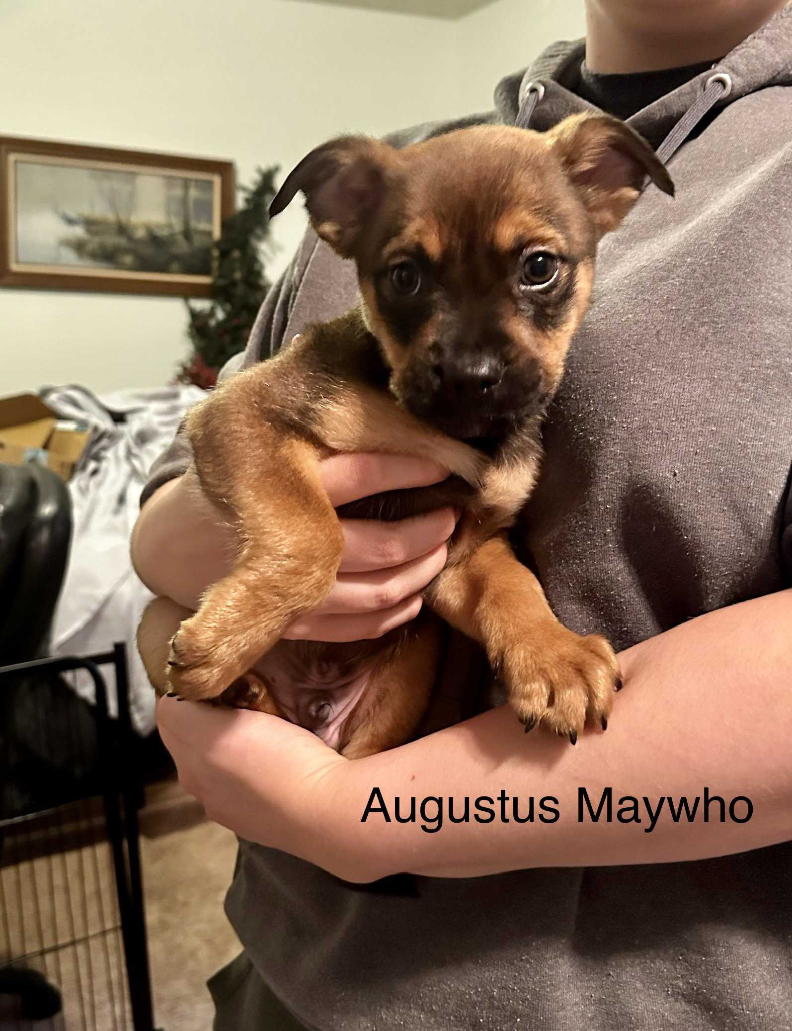 Dog for Adoption - Augustus Maywho, a English Bulldog in Snohomish, WA ...