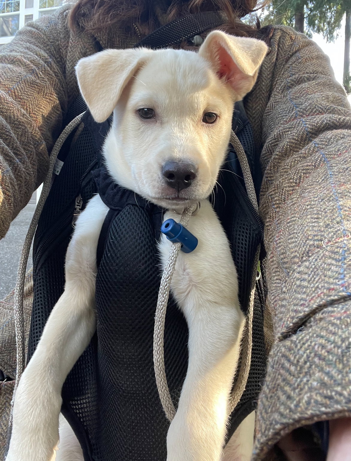 Dog adoption in Seattle, WA 98125: Labrador Retriever / Mixed (medium ...