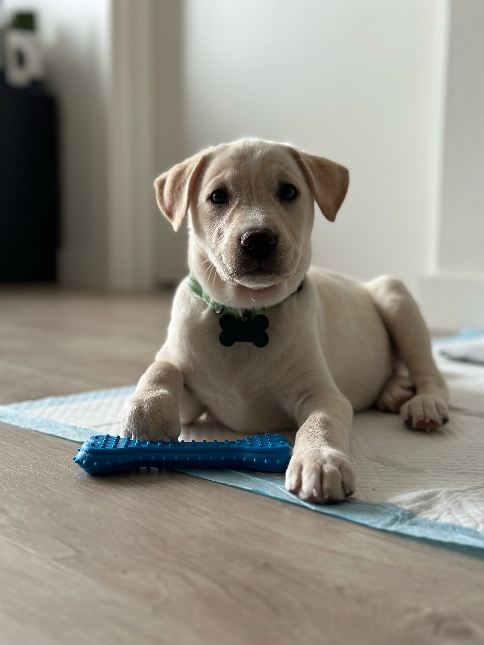 Dog for Adoption - Ashley, a Labrador Retriever in Sequim, WA | Alpha Paw