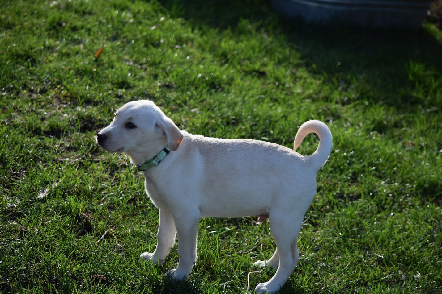 Dog for Adoption - Ashley, a Labrador Retriever in Sequim, WA | Alpha Paw