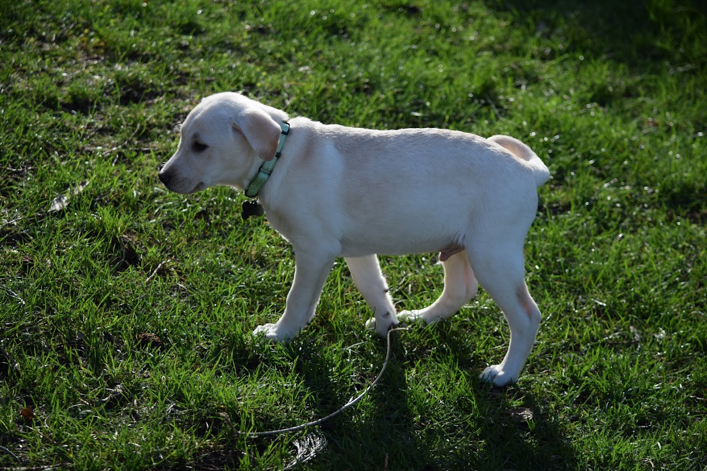 Dog for Adoption - Ashley, a Labrador Retriever in Sequim, WA | Alpha Paw