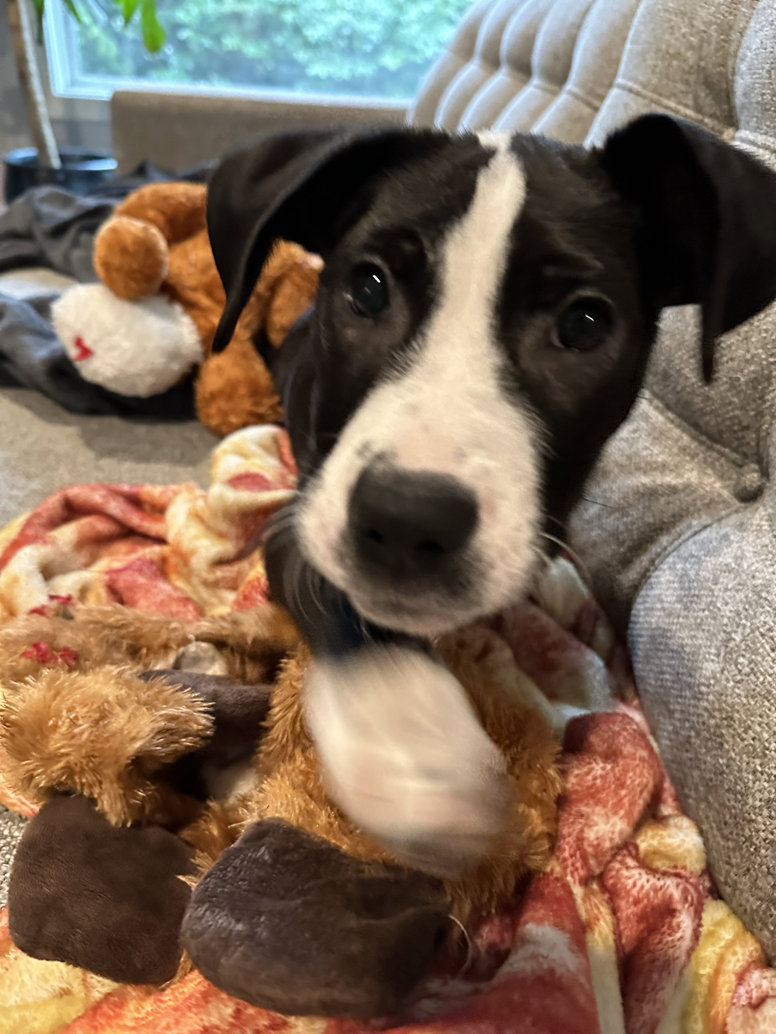 Dog adoption in Seattle, WA 98125: Saint Bernard / Pit Bull Terrier ...