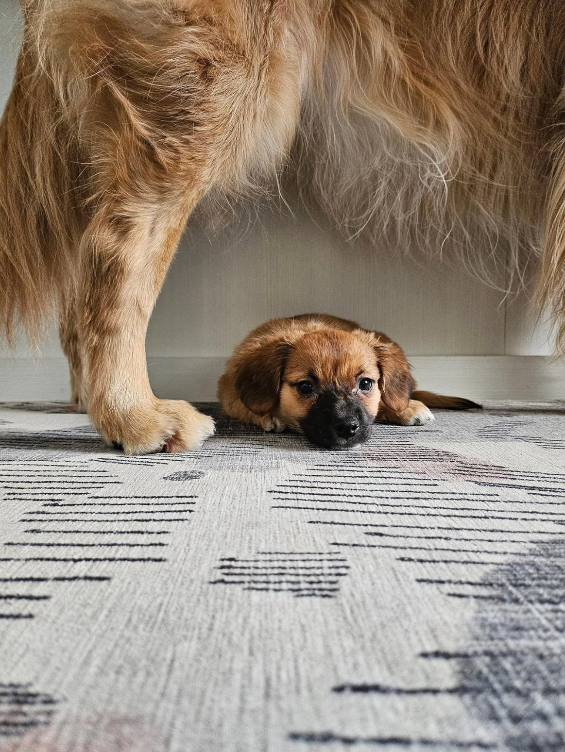 Dog for Adoption - Bo Peep, a Chihuahua in Sultan, WA | Alpha Paw