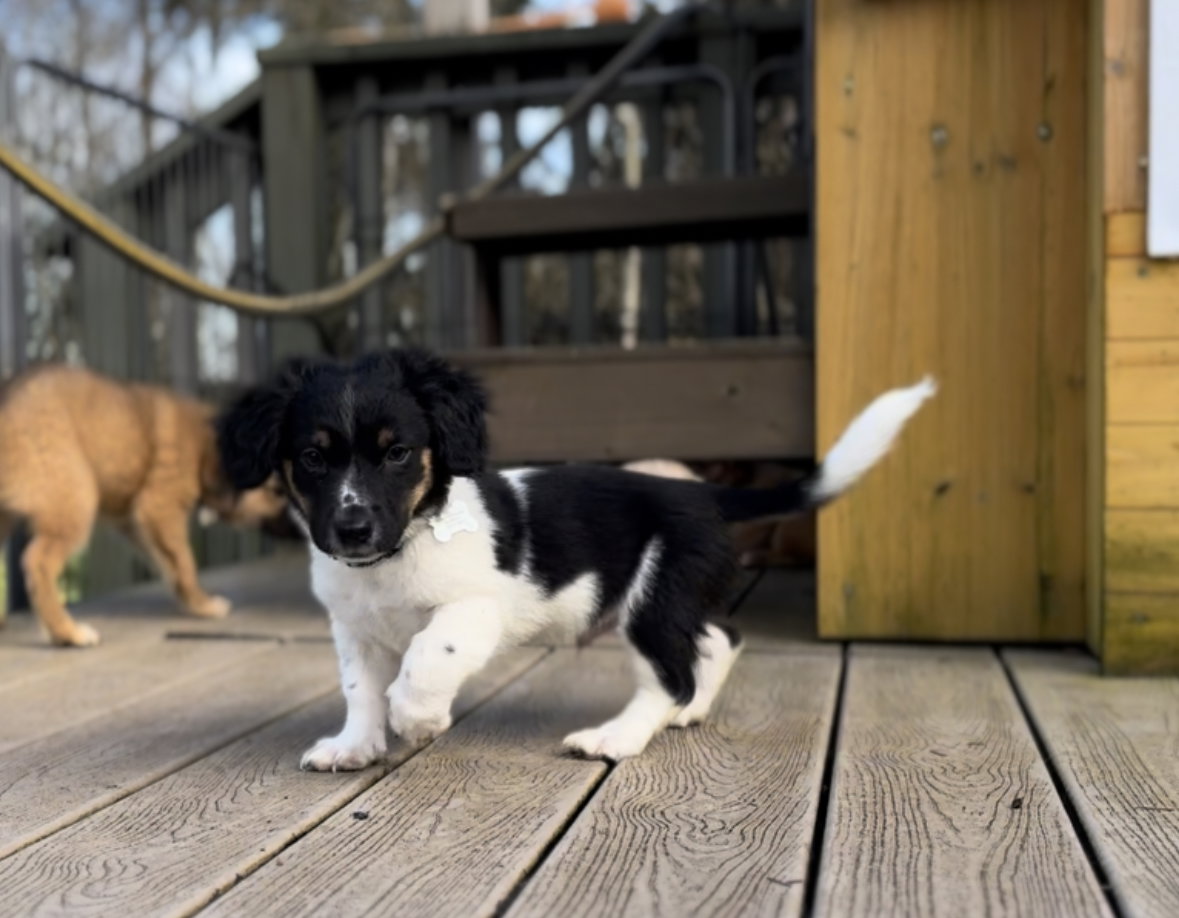 Dog for Adoption - Woody, a Chihuahua in Ault Field, WA | Alpha Paw
