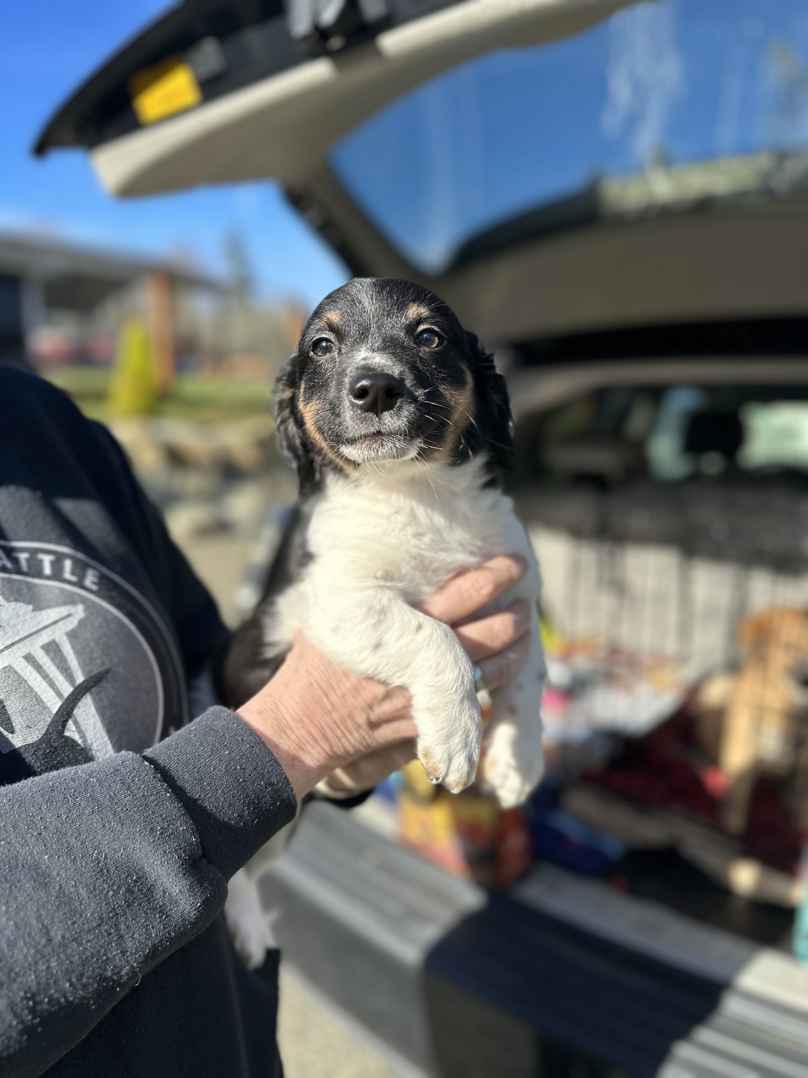 Dog for Adoption - Woody, a Chihuahua in Ault Field, WA | Alpha Paw