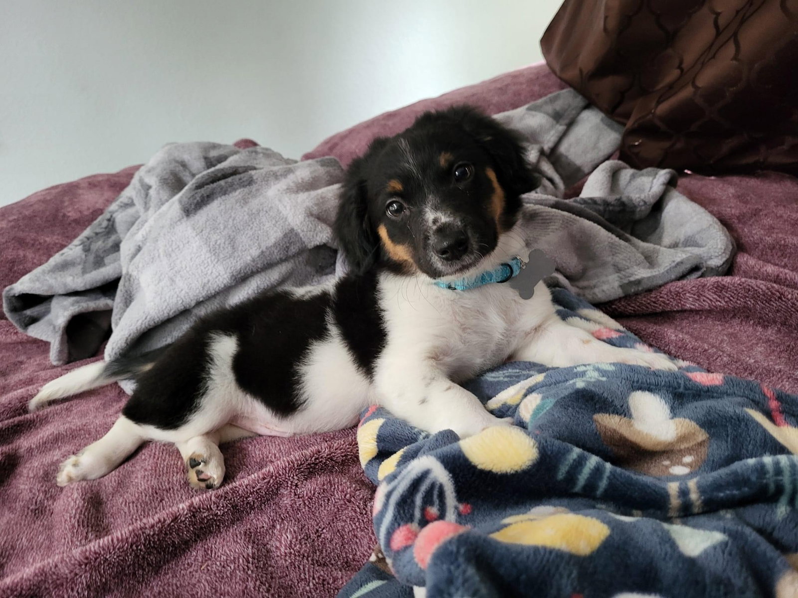 Dog for Adoption - Woody, a Chihuahua in Ault Field, WA | Alpha Paw