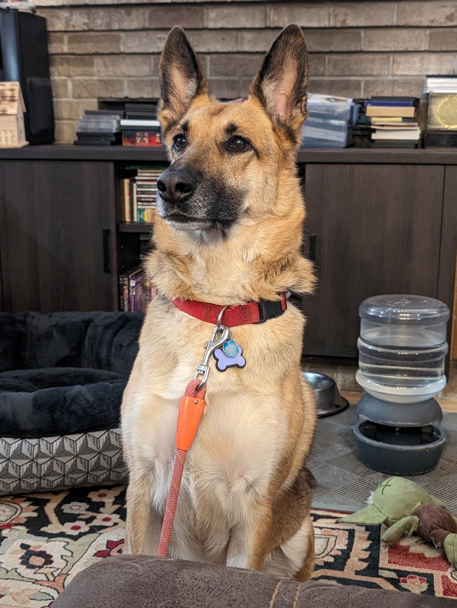 Dog for Adoption - Petra, a German Shepherd Dog in Shoreline, WA ...