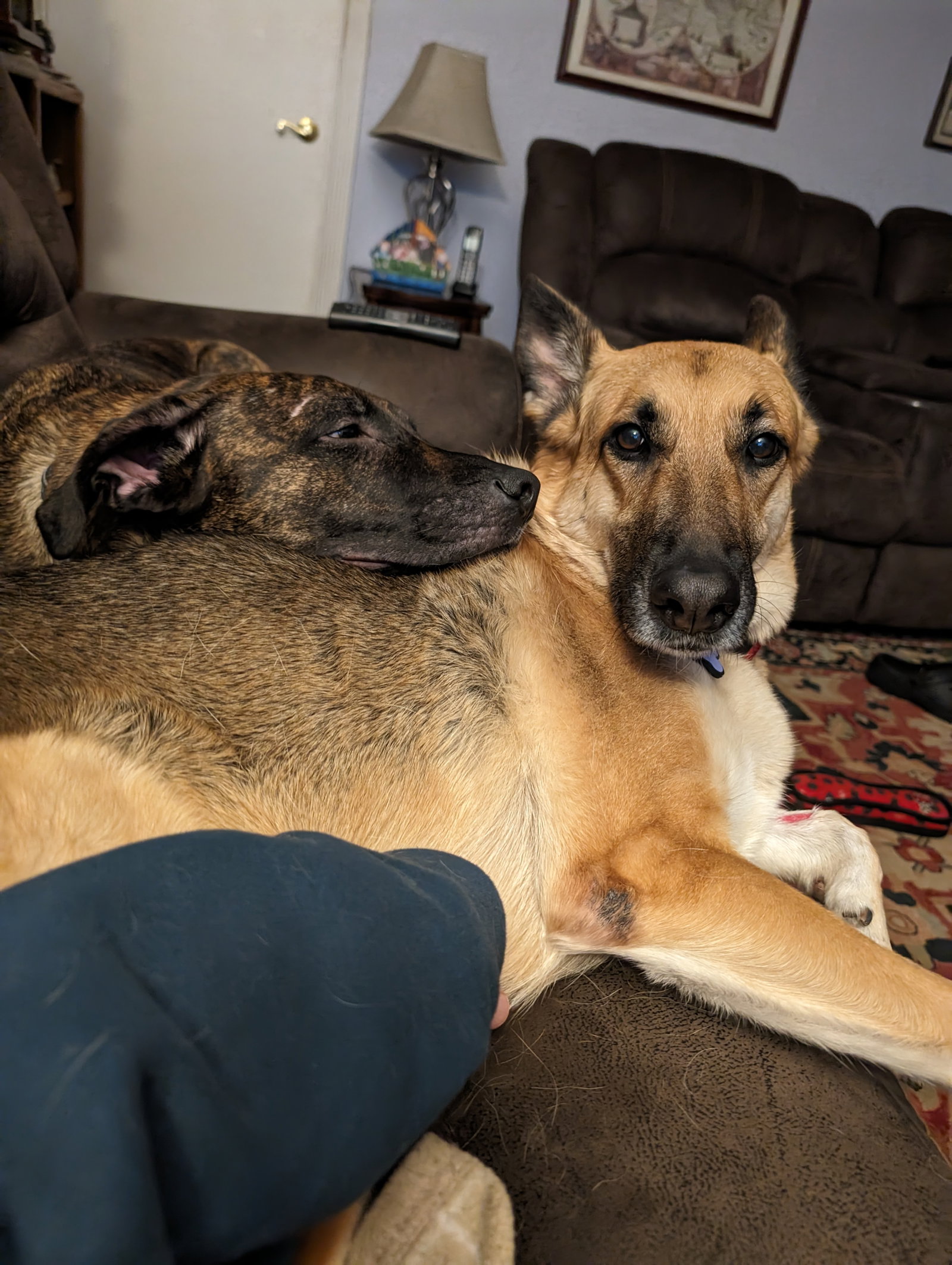 Dog for Adoption - Petra, a German Shepherd Dog in Bellevue, WA | Alpha Paw