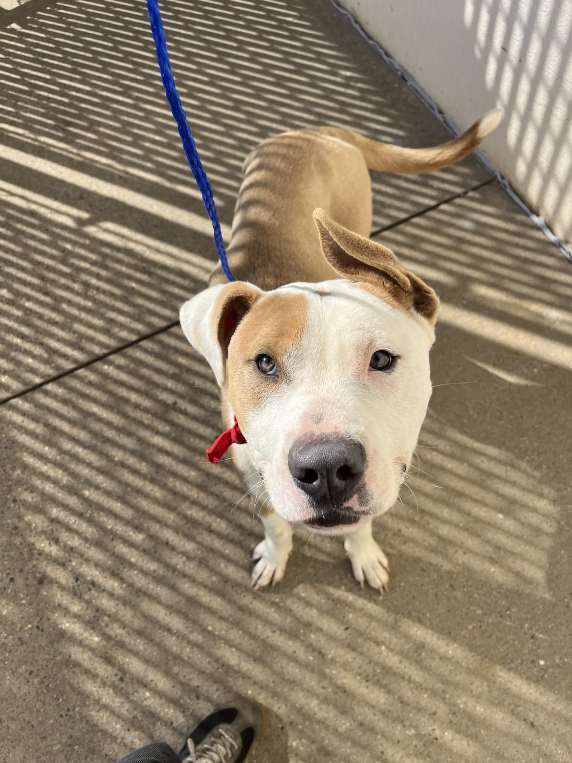Dog for Adoption - Ears AKA Simon, a Pit Bull Terrier in Granite Falls ...