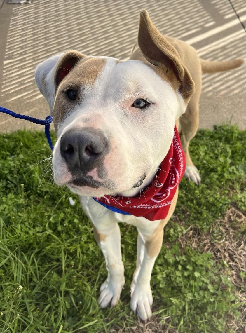 Dog for Adoption - Ears AKA Simon, a Pit Bull Terrier in Granite Falls ...