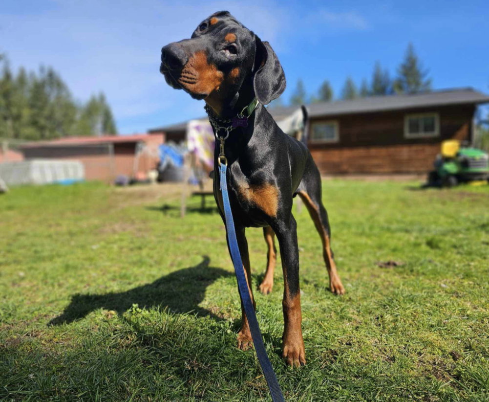 Dog for Adoption - Russ, a Doberman Pinscher in Ault Field, WA | Alpha Paw