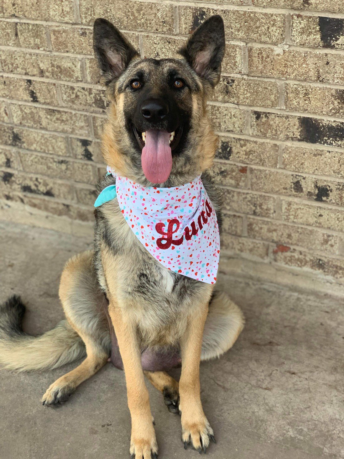 Dog for Adoption - Luna, a German Shepherd Dog in Sequim, WA | Alpha Paw