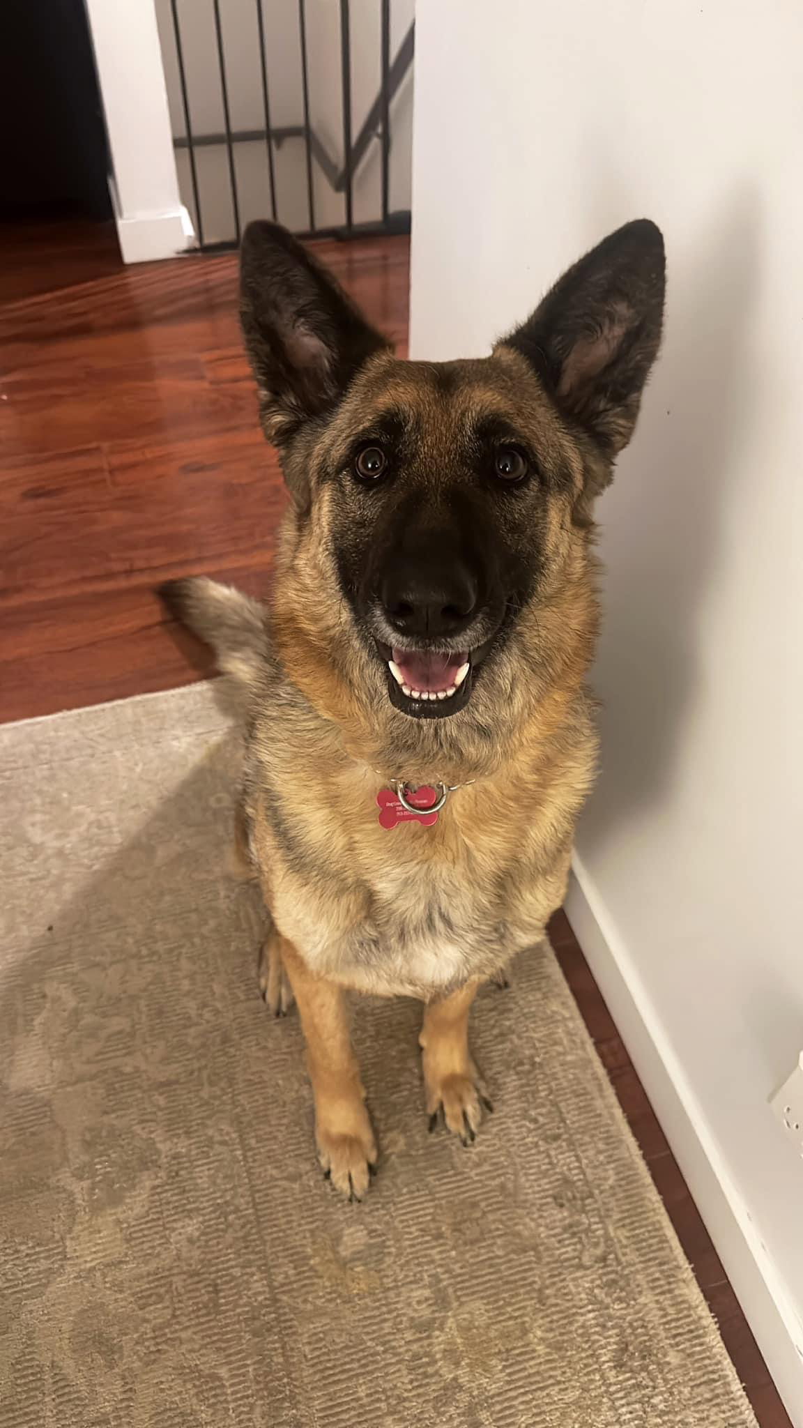 Dog for Adoption - Luna, a German Shepherd Dog in Island County, WA ...