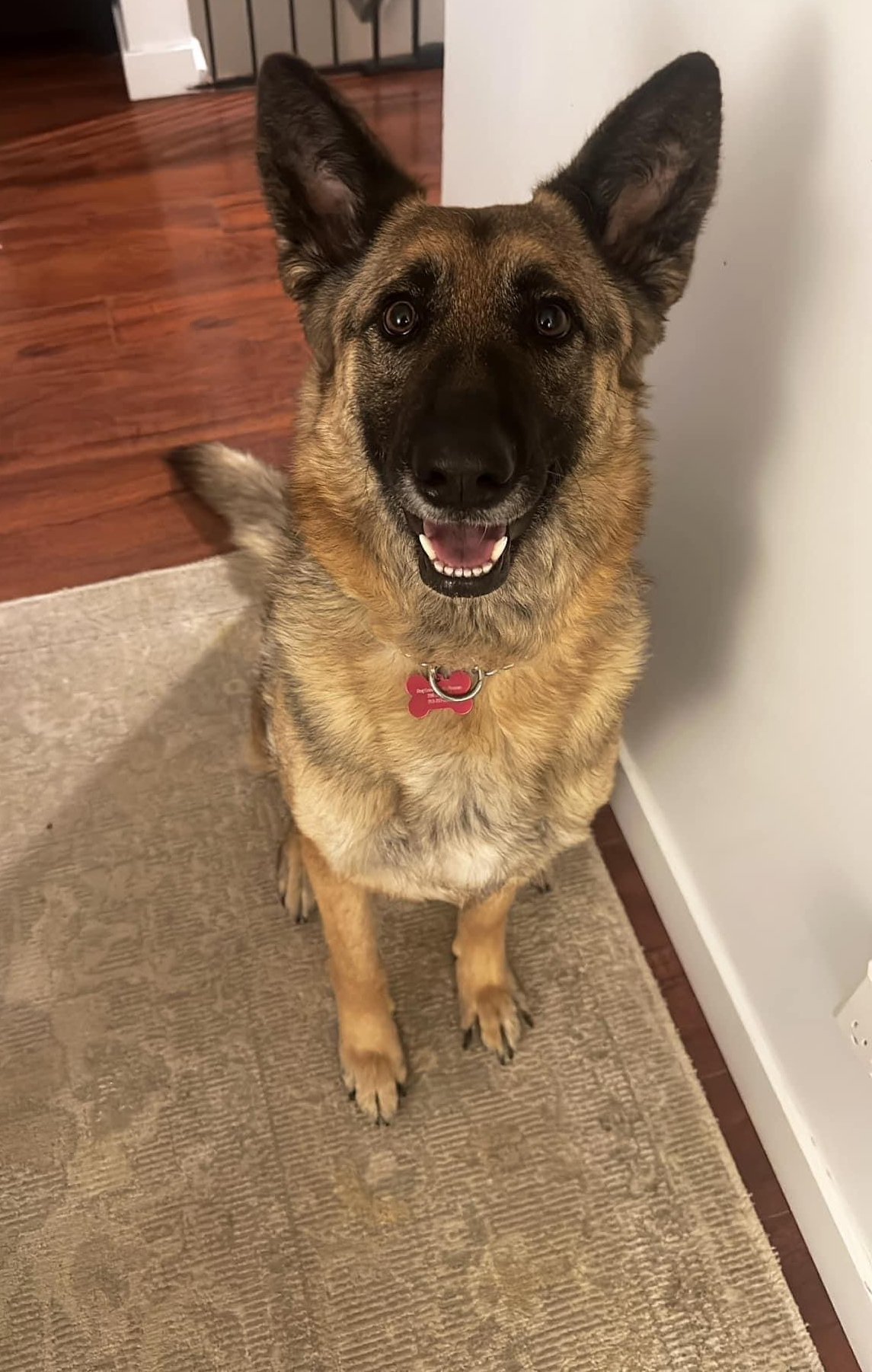 Dog for Adoption - Luna, a German Shepherd Dog in Big Lake, WA | Alpha Paw