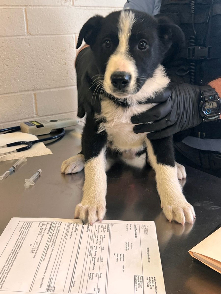 Dog for Adoption - Theo, a Border Collie in Snohomish County, WA ...