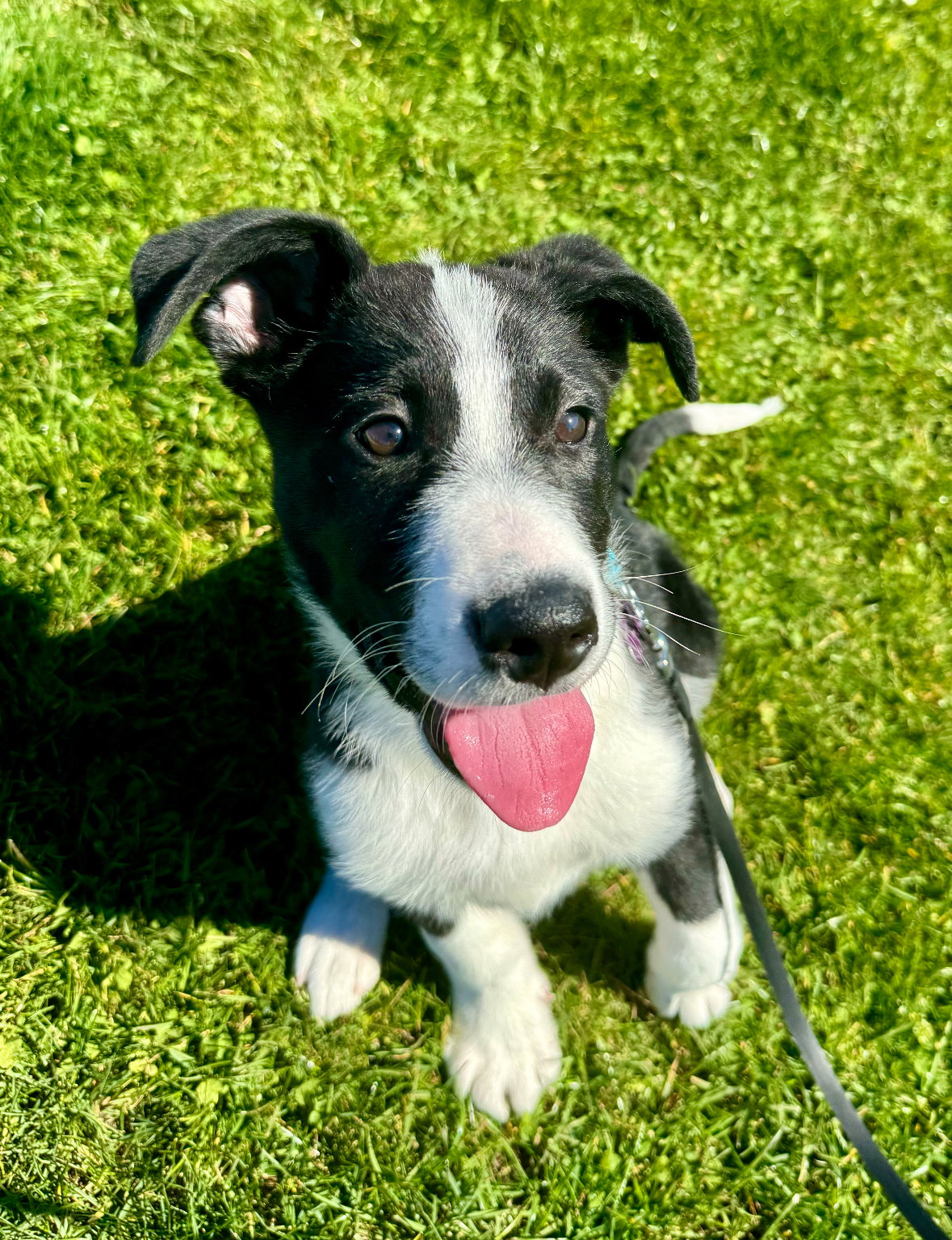 Dog for Adoption - Theo, a Border Collie in Snohomish County, WA ...
