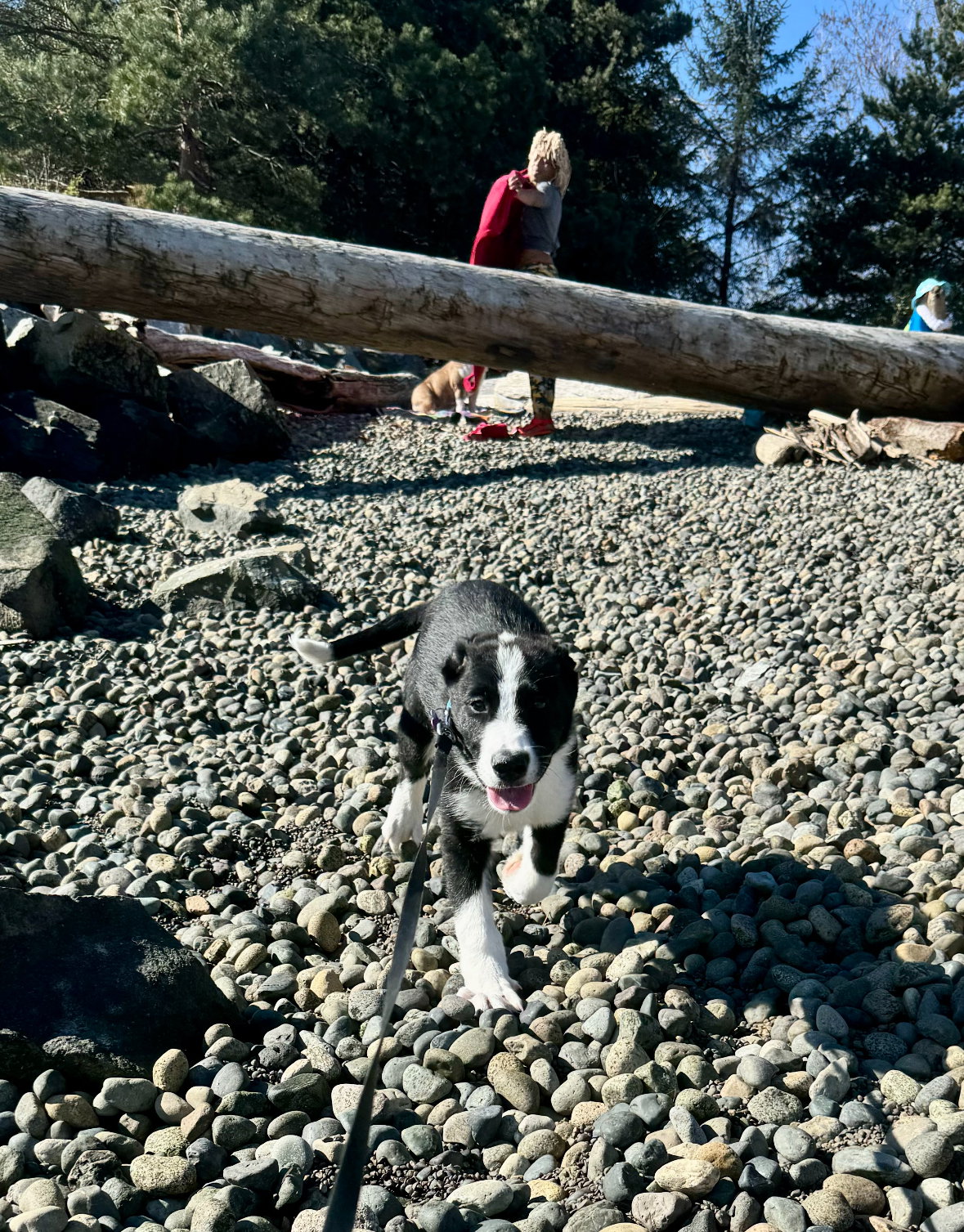 Dog for Adoption - Theo, a Border Collie in Snohomish County, WA ...