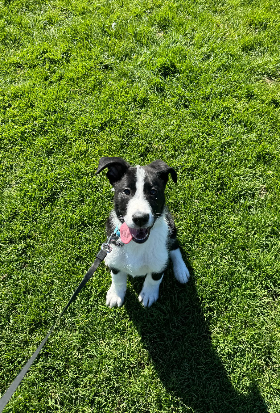 Dog for Adoption - Theo, a Border Collie in Snohomish County, WA ...