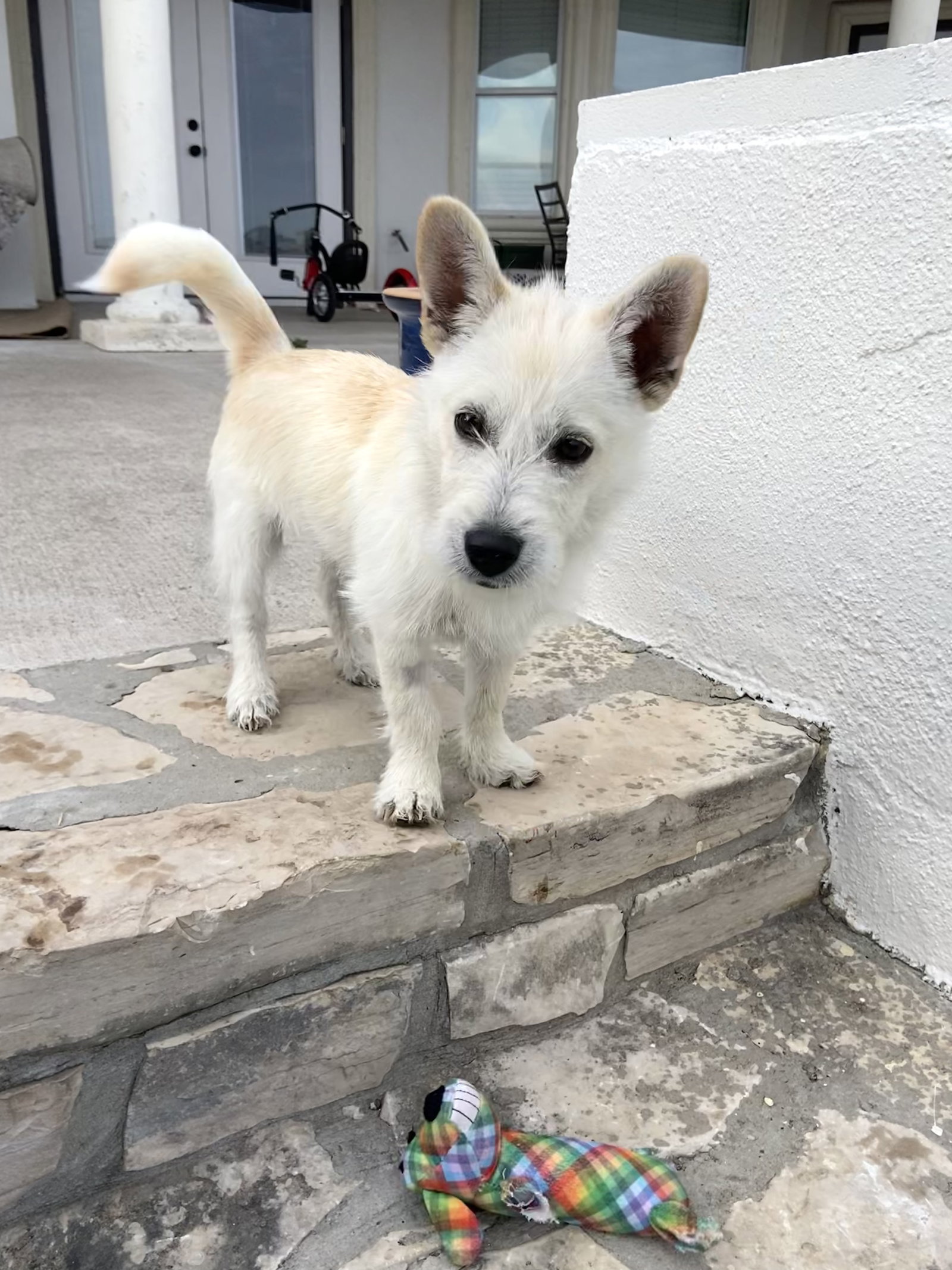 Dog adoption in Seattle, WA 98125: Terrier / Mixed (medium coat) Dog ...
