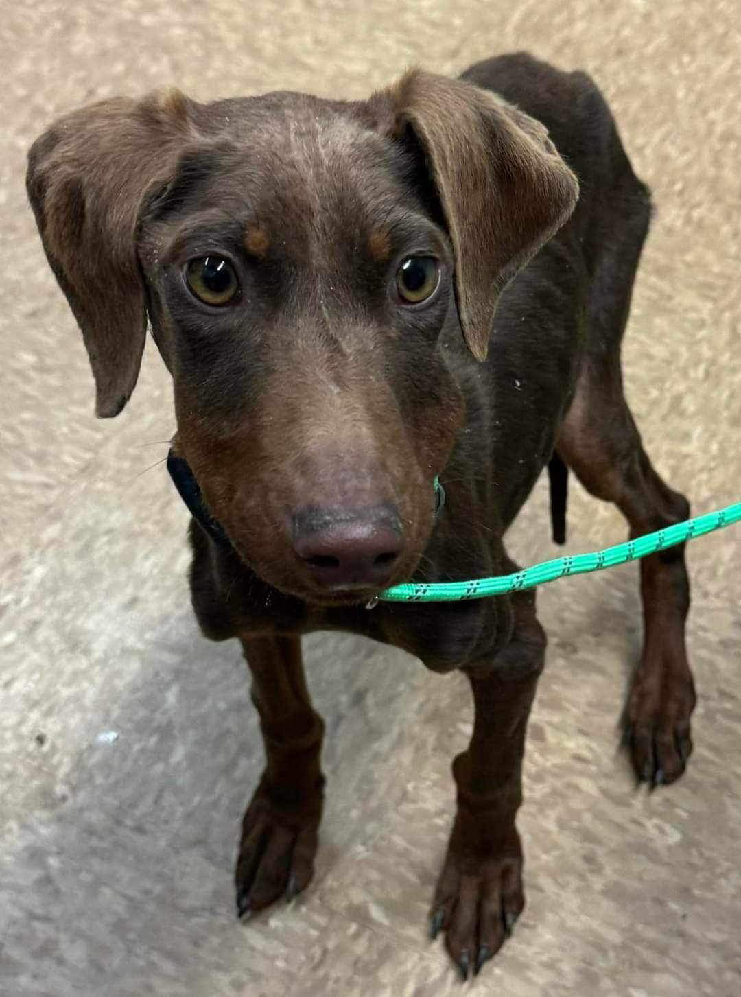 Dog for Adoption - Tink, a Doberman Pinscher in Smokey Point, WA ...