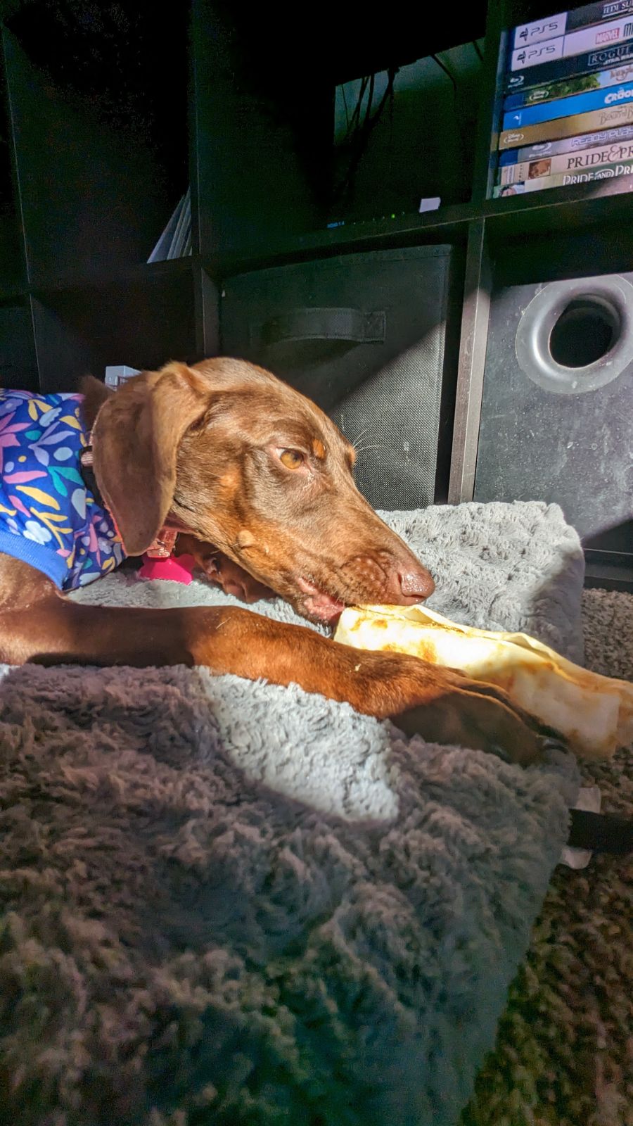 Dog for Adoption - Tink, a Doberman Pinscher in Smokey Point, WA ...