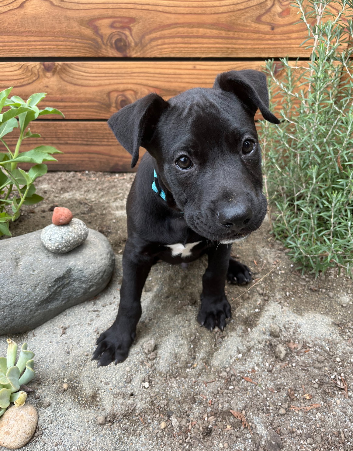 Dog for Adoption - Linus, a Labrador Retriever in Oak Harbor, WA ...