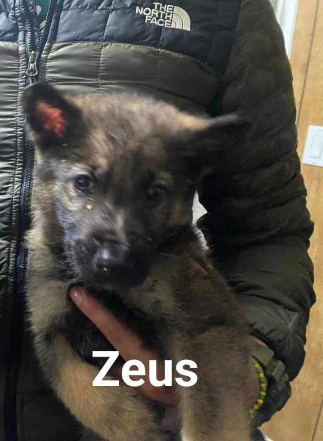 Dog for Adoption - Zeus, a German Shepherd Dog in Granite Falls, WA | Alpha Paw