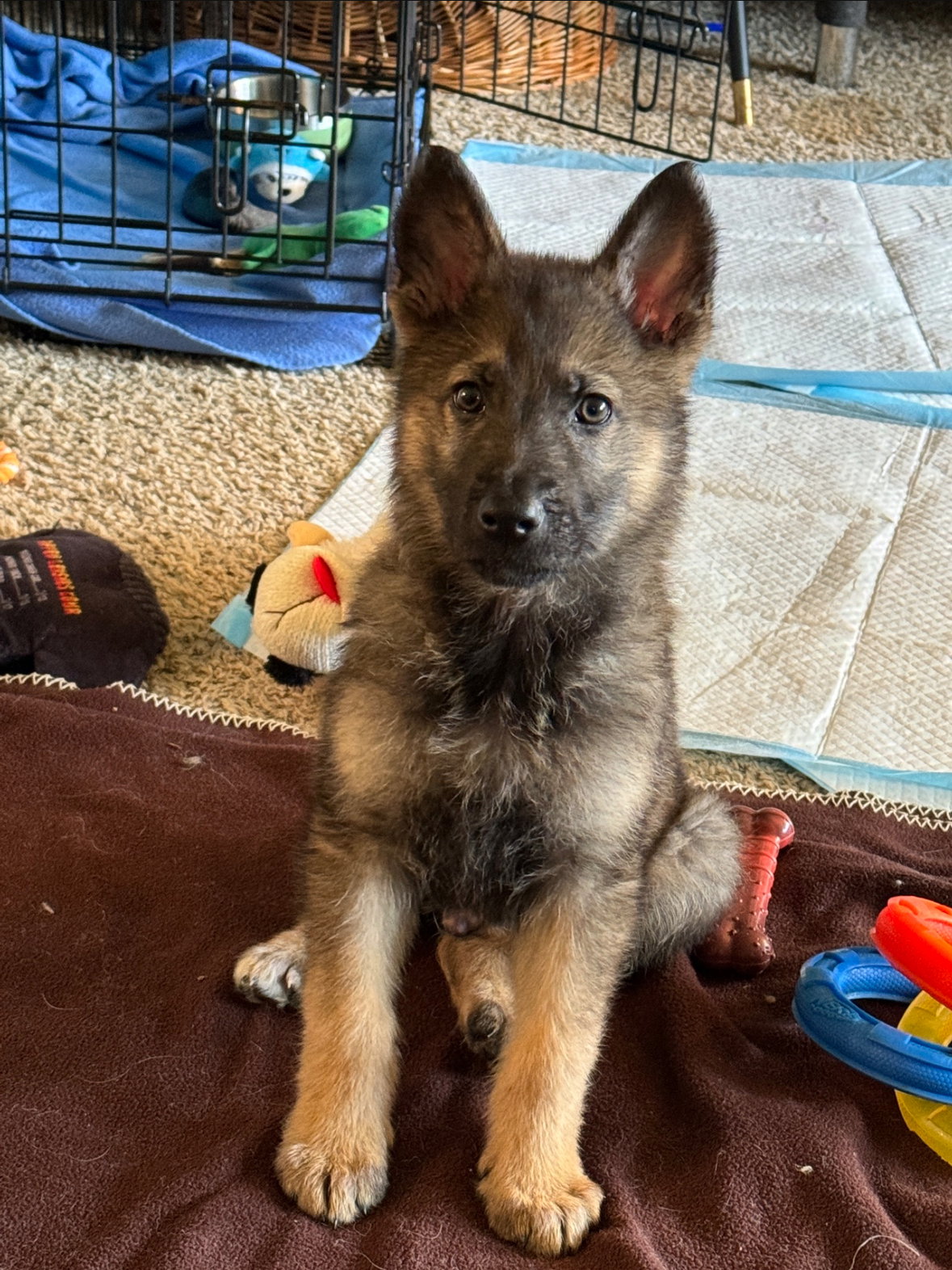 Dog for Adoption - Zeus, a German Shepherd Dog in Island County, WA ...
