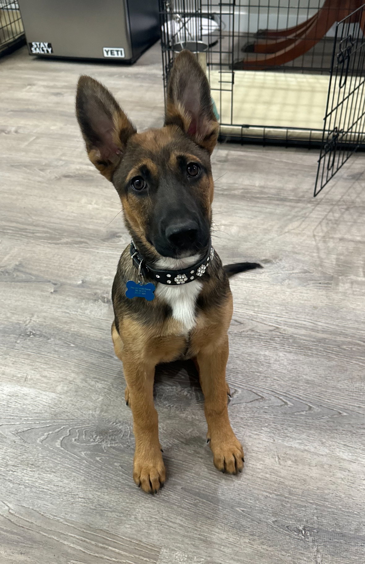 Dog adoption in Seattle, WA 98125: German Shepherd Dog (medium coat ...