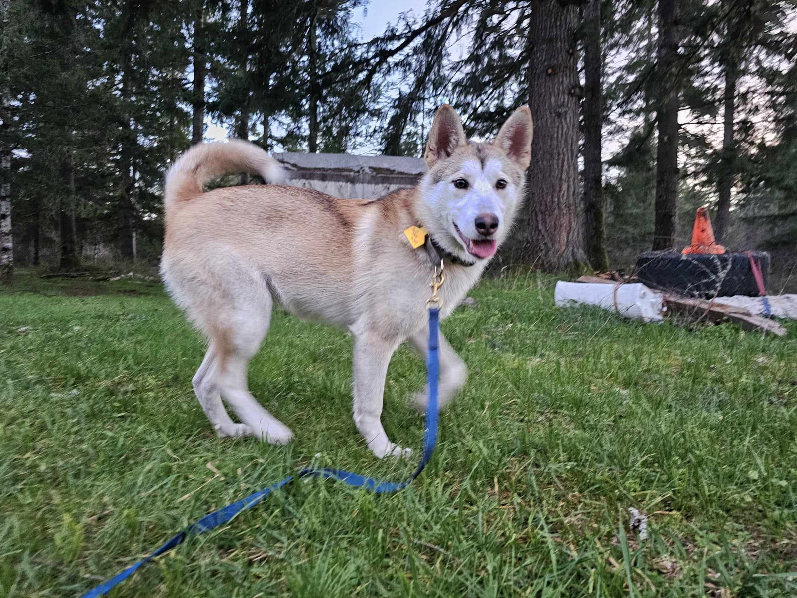 Dog for Adoption - Marge, a Husky in Sequim, WA | Alpha Paw