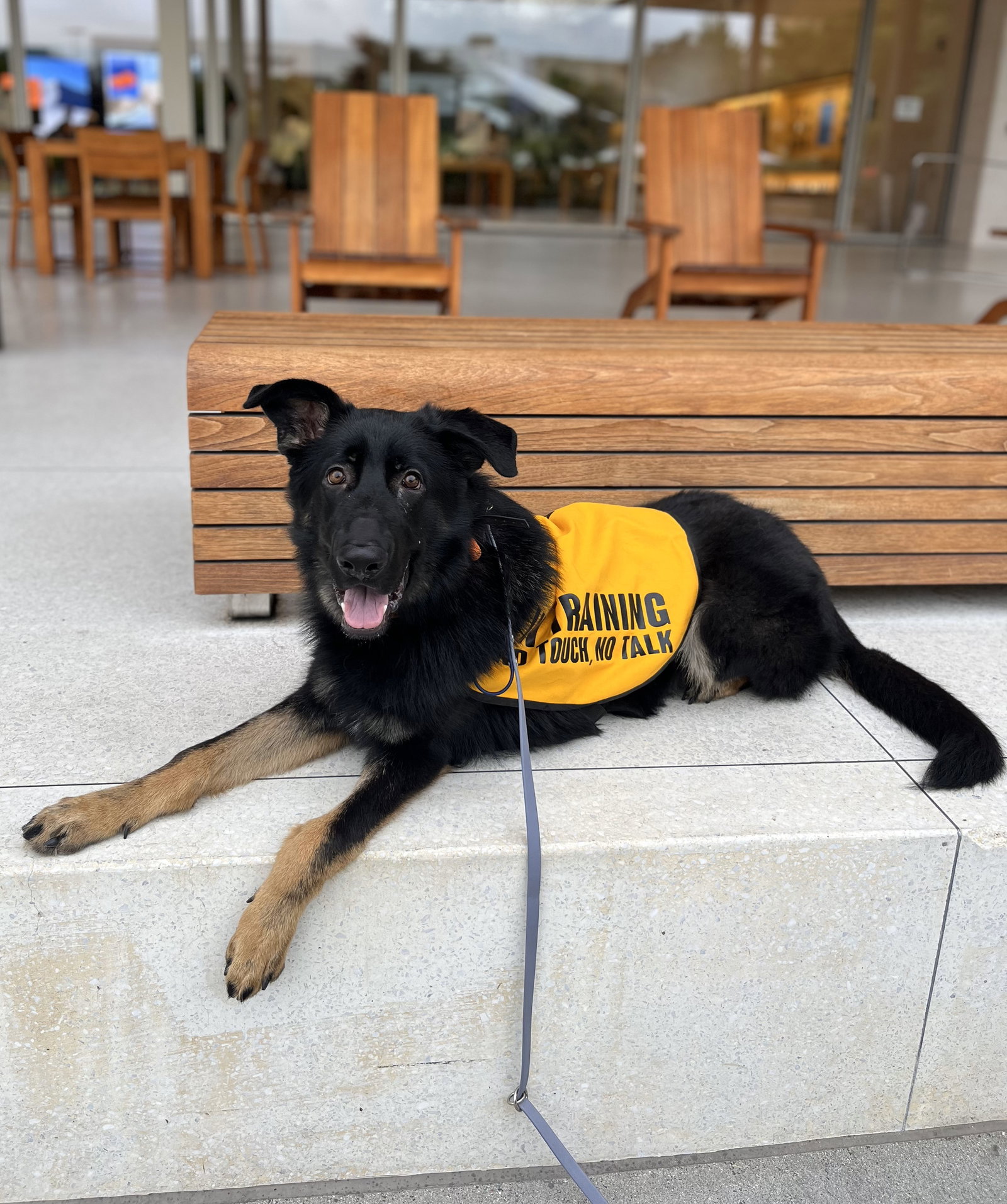 Dog for Adoption - Atlas, a German Shepherd Dog in Bremerton, WA ...