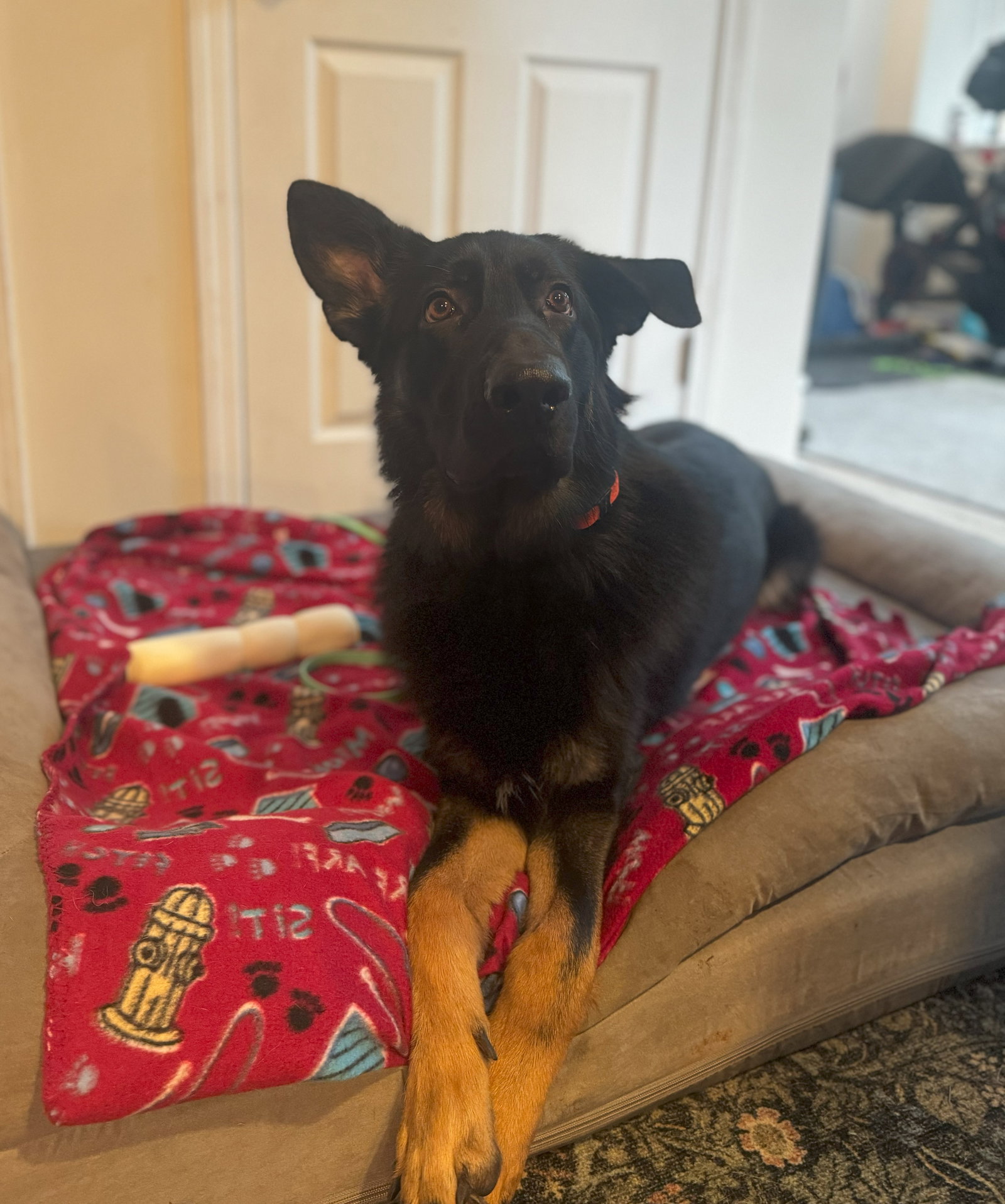 Dog for Adoption - Atlas, a German Shepherd Dog in Bremerton, WA ...