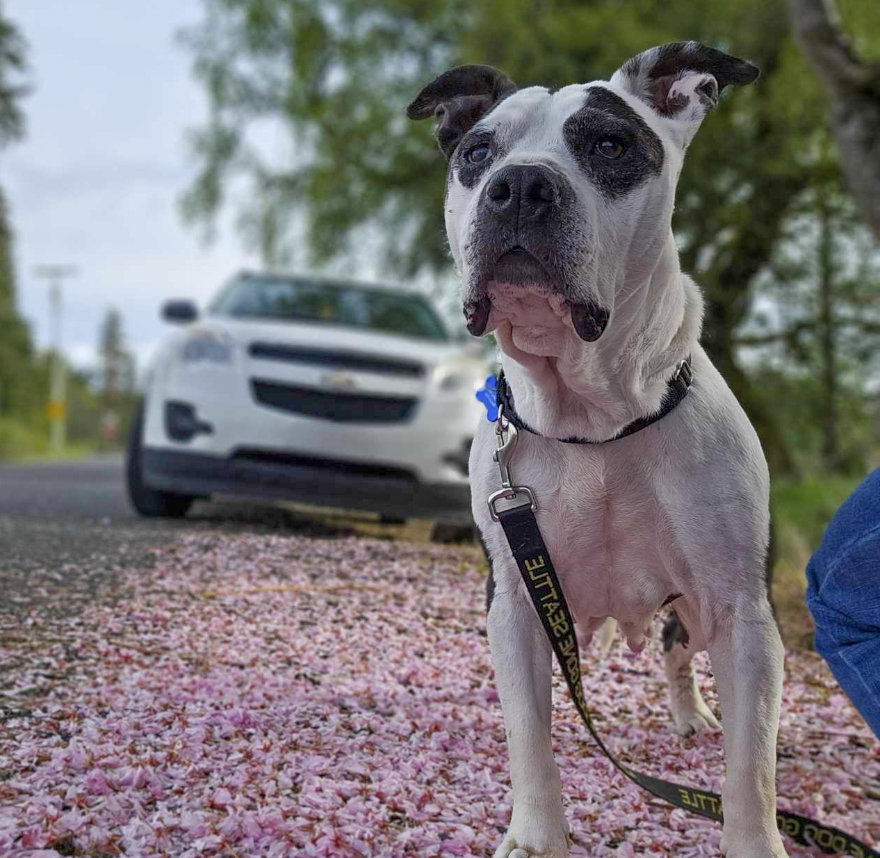 Dog for Adoption - Paige, a American Staffordshire Terrier in Joint ...