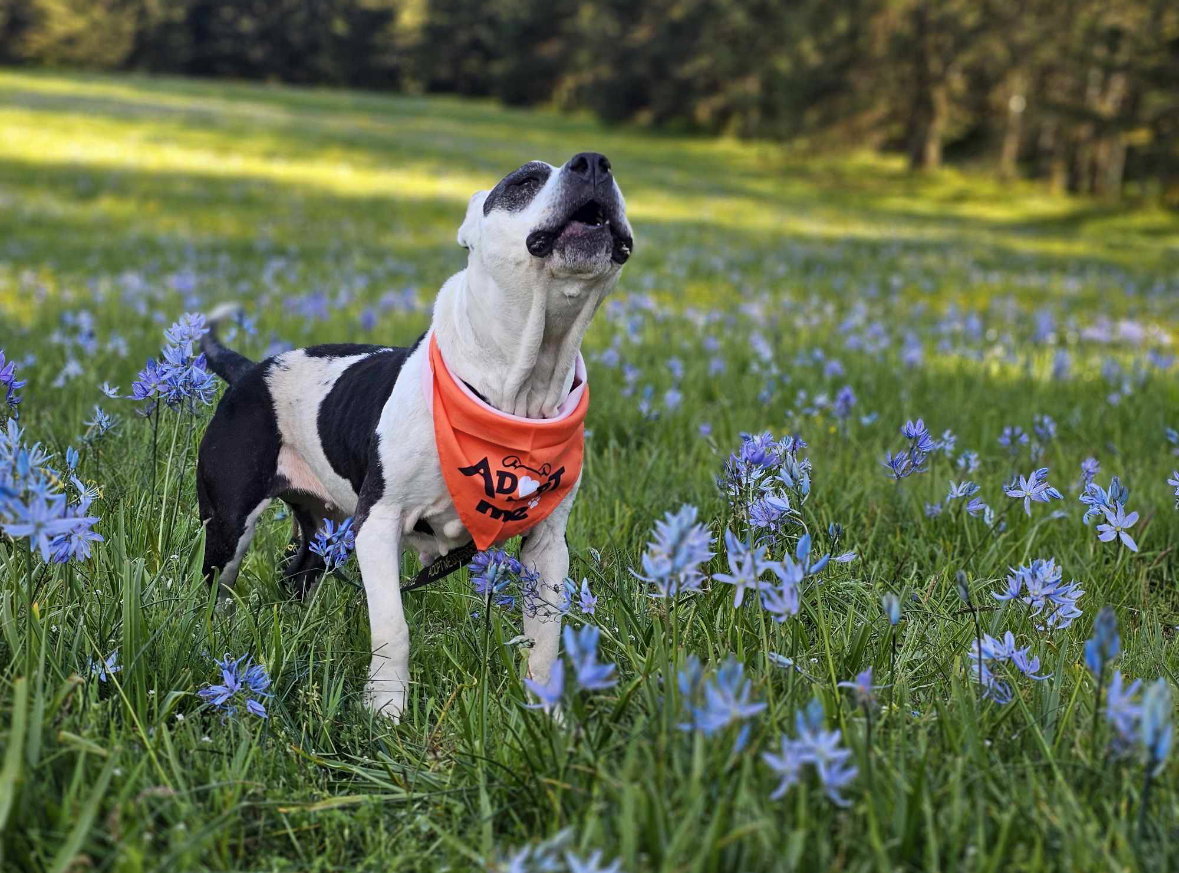 Dog for Adoption - Paige, a American Staffordshire Terrier in Sequim ...