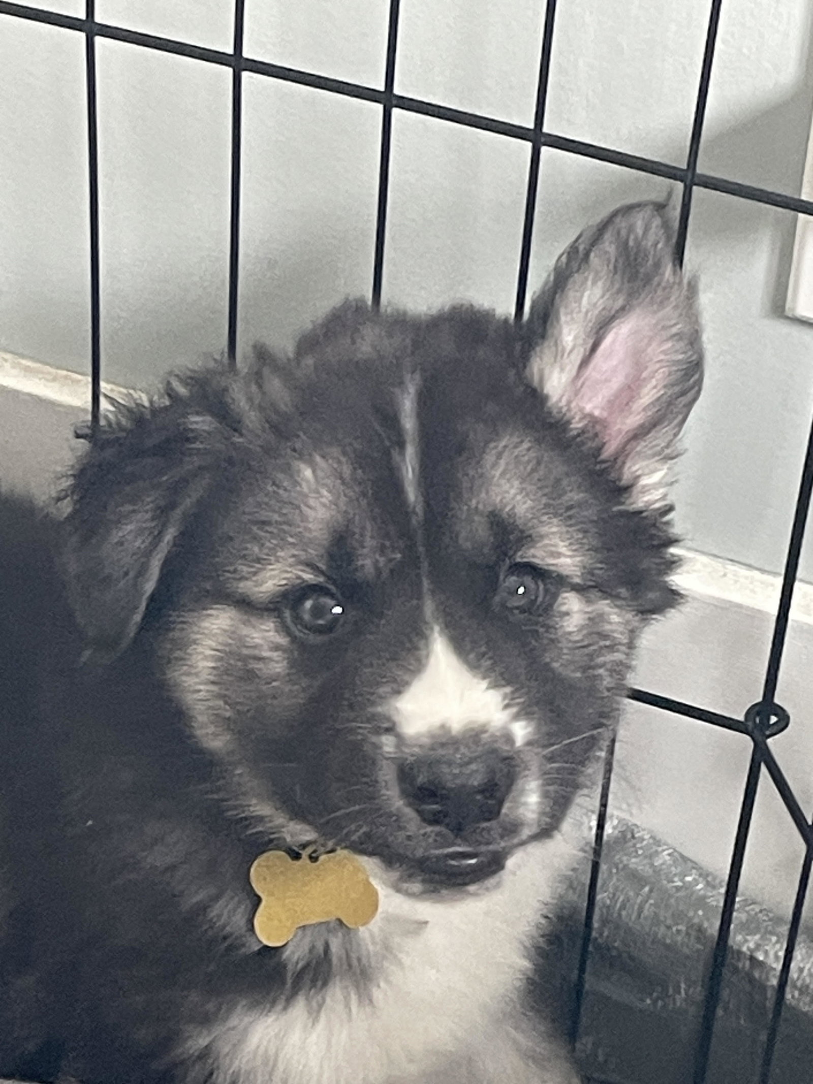 Dog adoption in Seattle, WA 98125: Husky (medium coat) Dog "Maple"