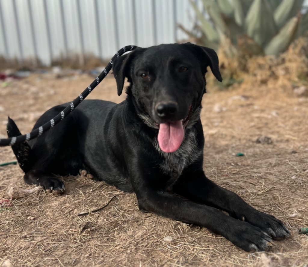 Dog for Adoption - Rainey, a Labrador Retriever in Sequim, WA | Alpha Paw
