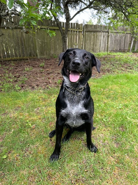 Dog for Adoption - Rainey, a Labrador Retriever in Sequim, WA | Alpha Paw
