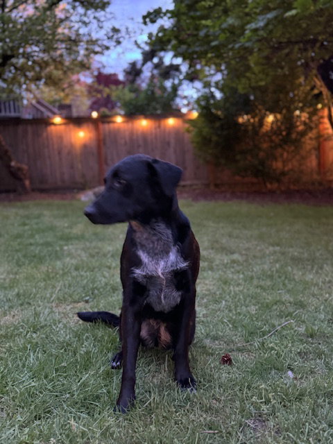 Dog for Adoption - Rainey, a Labrador Retriever in Sequim, WA | Alpha Paw