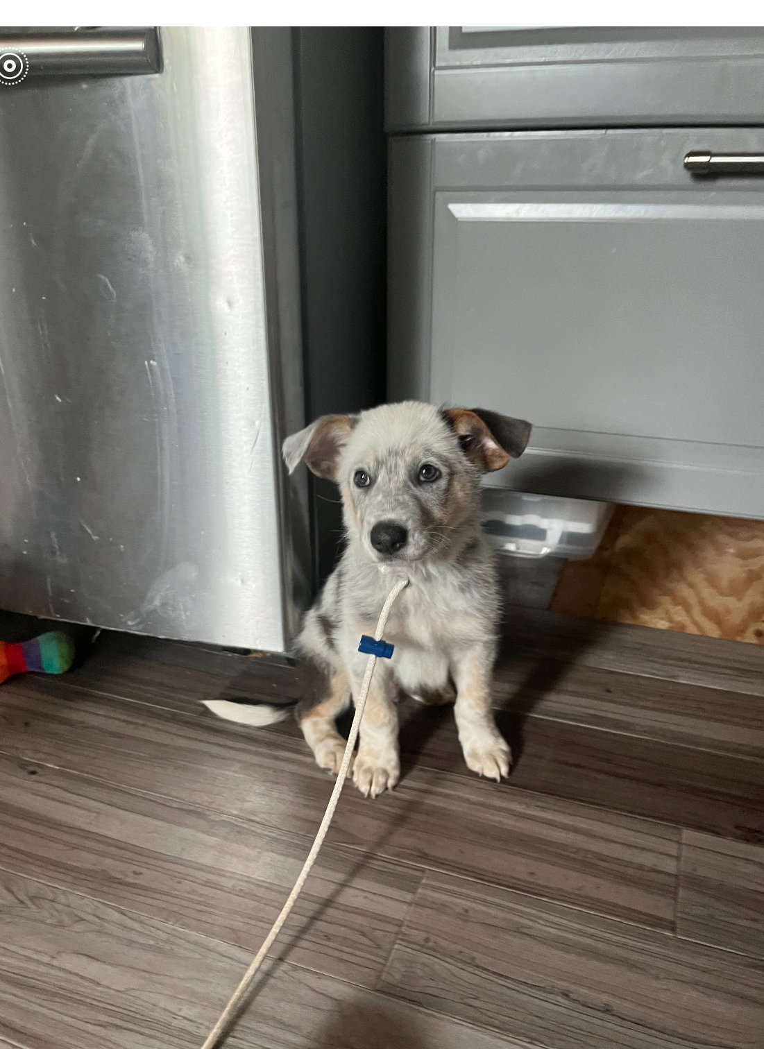 Dog for Adoption - Stuart, a Australian Shepherd in Sequim, WA | Alpha Paw