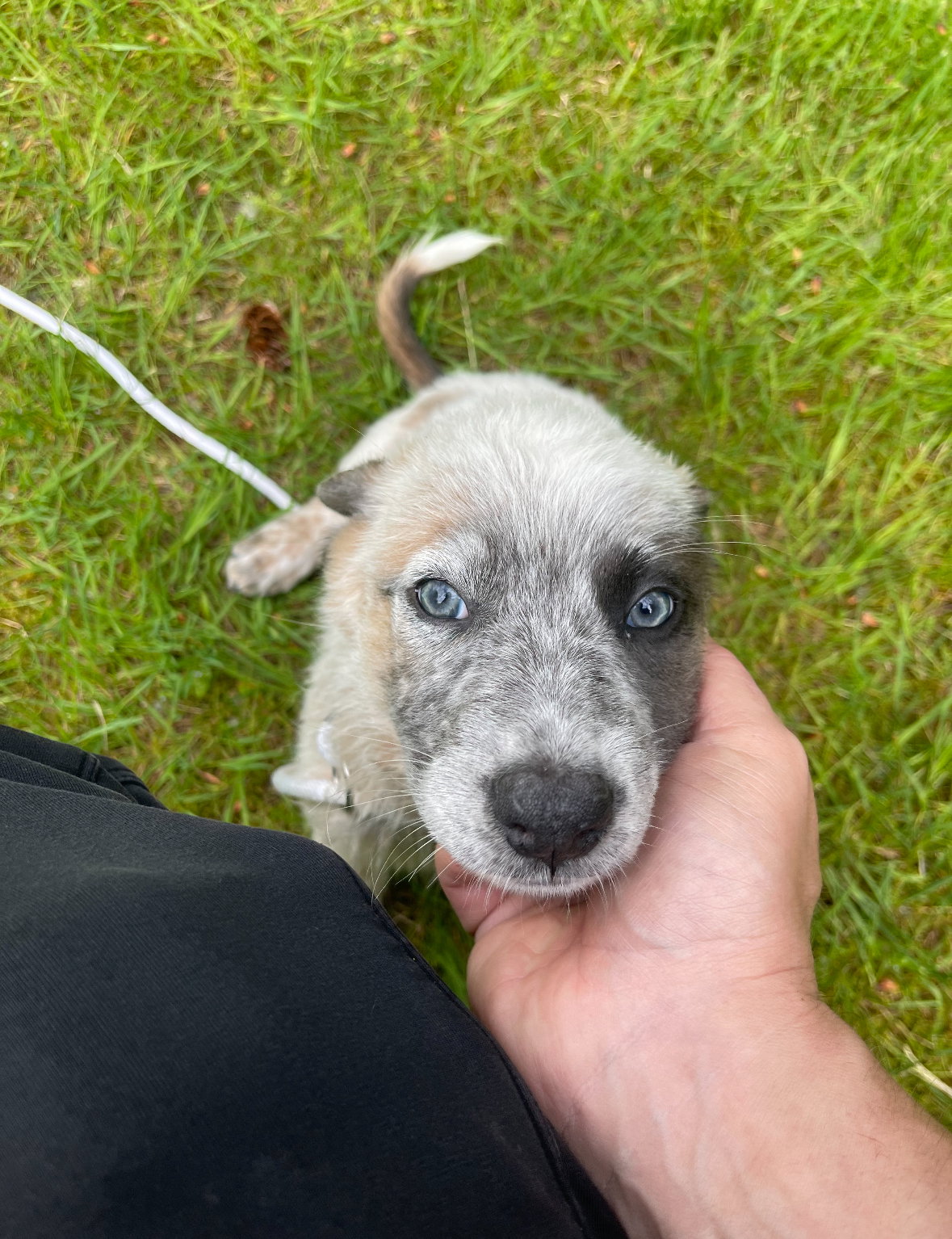 Dog for Adoption - Sheldon, a Shepherd in Sequim, WA | Alpha Paw