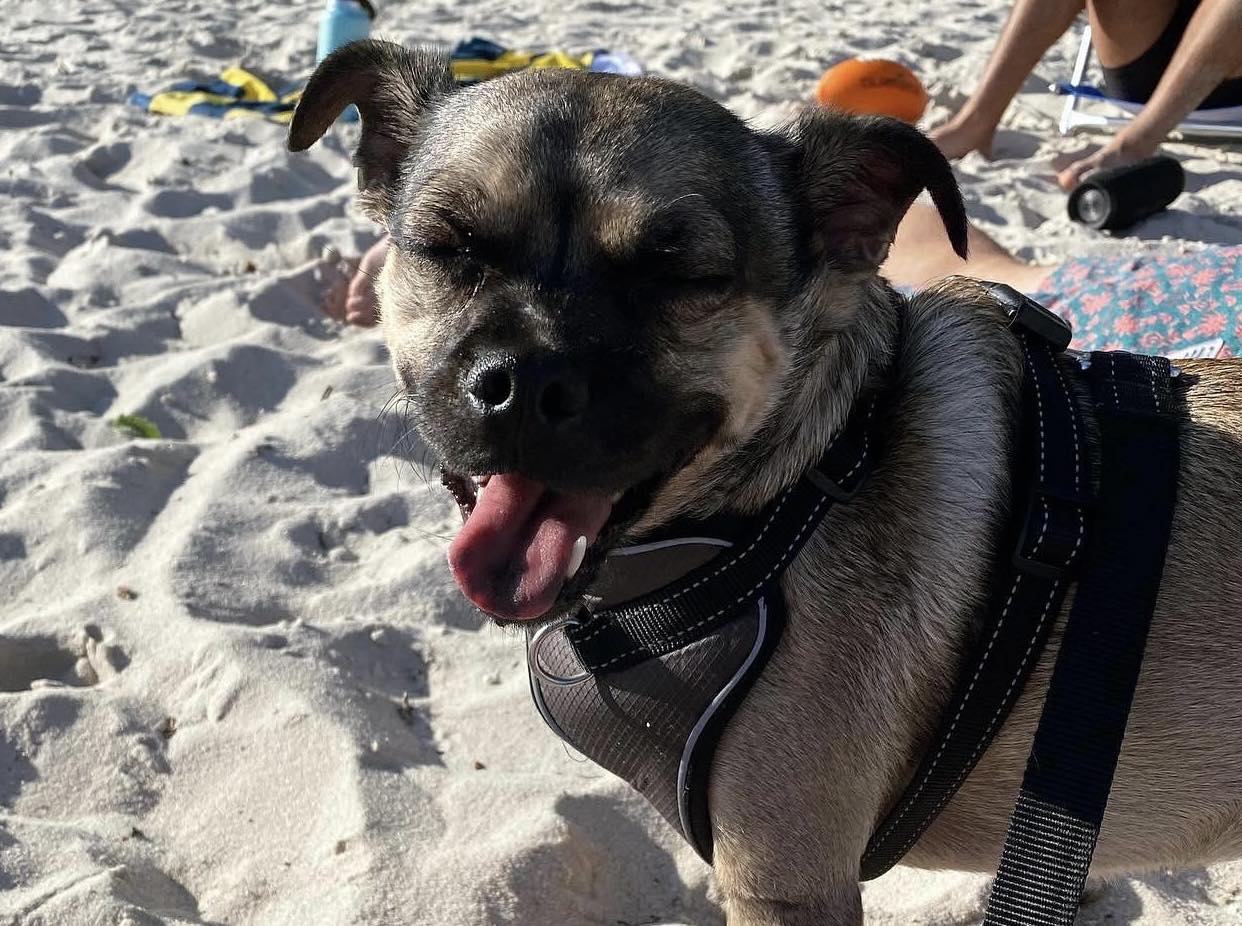 Dog for Adoption - * Ace- Adoption Pending, a Border Terrier in Sequim ...