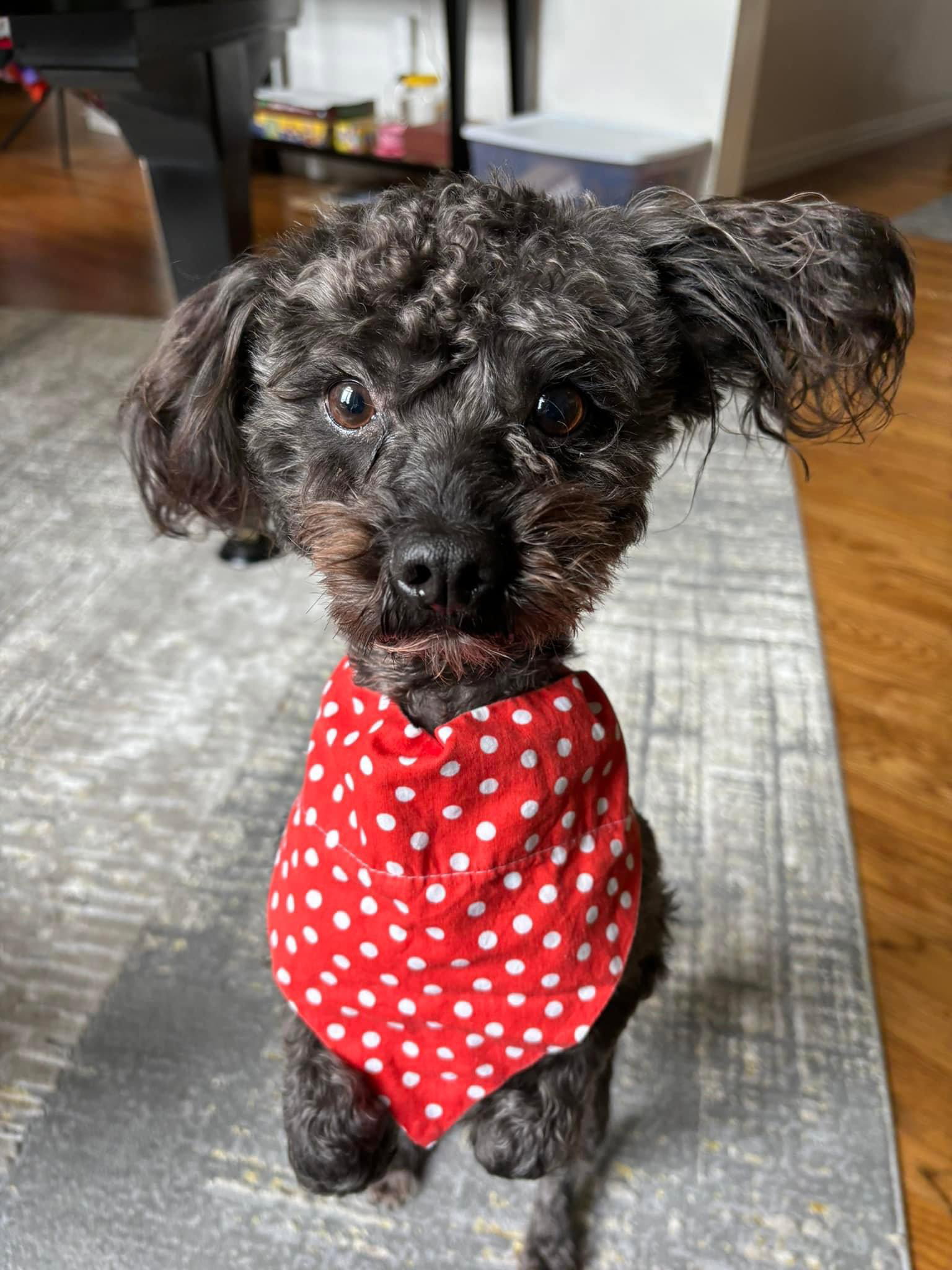 Dog for Adoption - Percy, a Poodle (Miniature) in Sequim, WA | Alpha Paw