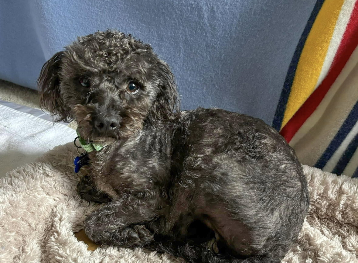 Dog for Adoption - Percy, a Poodle (Miniature) in Sequim, WA | Alpha Paw